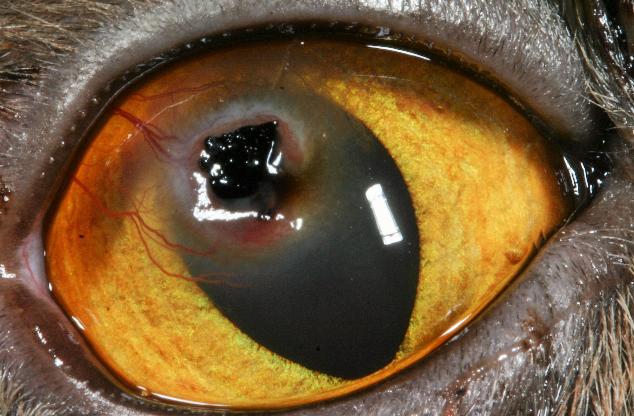 Corneal Sequestrum | Willows UK | West Midlands