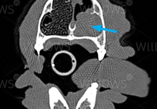 Aspergillosis | Willows UK | West Midlands