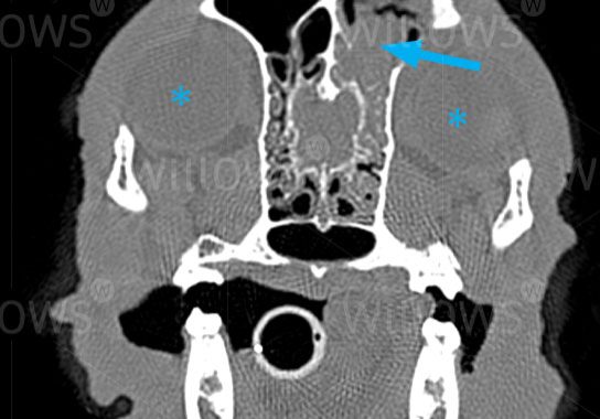 Aspergillosis | Willows UK | West Midlands