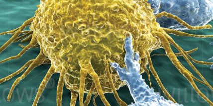 Cancer in Cats & Dogs | Willows UK | West Midlands
