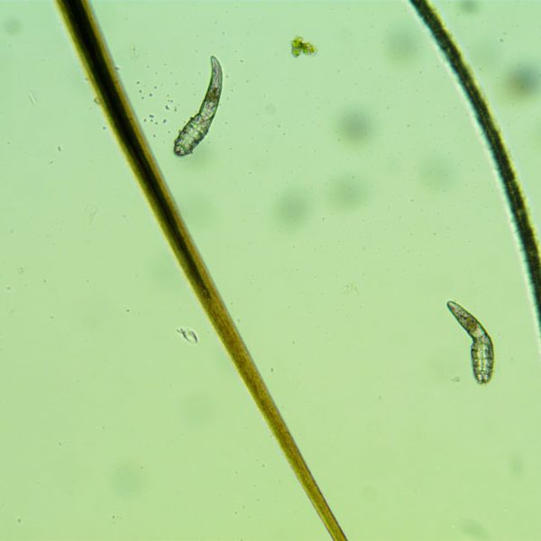 Canine Demodicosis - Willows