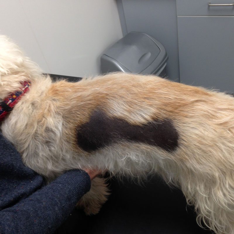 Canine Flank Alopecia - Willows