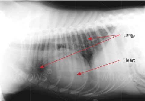 Lungworm in dogs | Willows UK | West Midlands